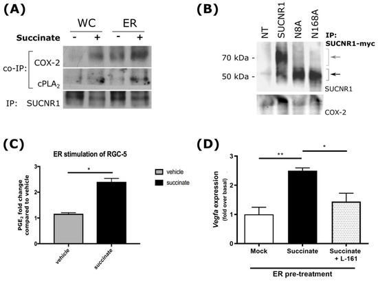 The Succinate Receptor SUCNR1 Resides at the Endoplasmic Reticulum and ...