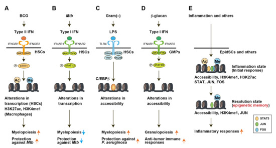 Epigenetic Memories in Hematopoietic Stem and Progenitor Cells