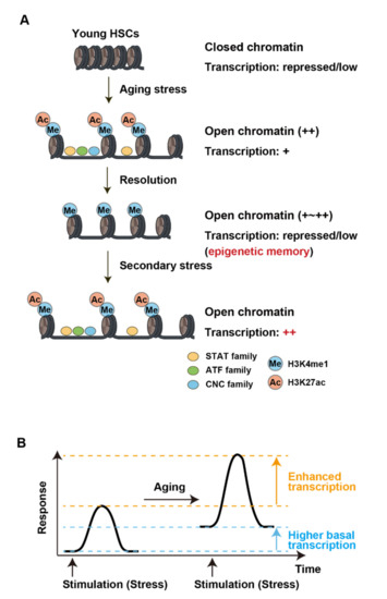 Epigenetic Memories in Hematopoietic Stem and Progenitor Cells