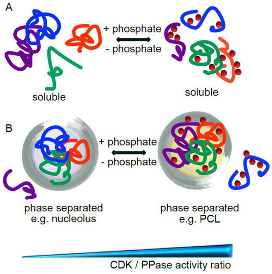 A Mechanistic Model for Cell Cycle Control in Which CDKs Act as ...