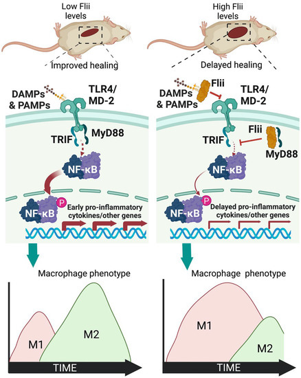 Flightless I Negatively Regulates Macrophage Surface TLR4, Delays Early ...