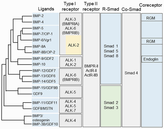 BMP Signaling Pathway in Dentin Development and Diseases