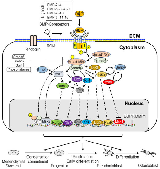 BMP Signaling Pathway in Dentin Development and Diseases