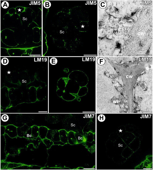 Cells | An Open Access Journal from MDPI