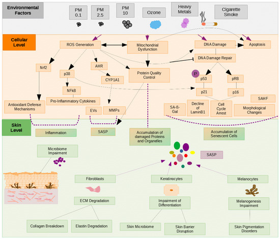 Cells | An Open Access Journal from MDPI