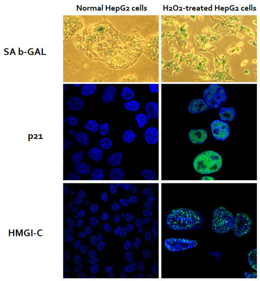 Cells | An Open Access Journal from MDPI