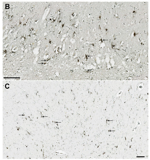 Cells | An Open Access Journal from MDPI