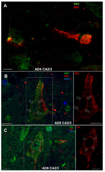 Cells | An Open Access Journal from MDPI
