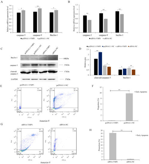 Cells | An Open Access Journal from MDPI