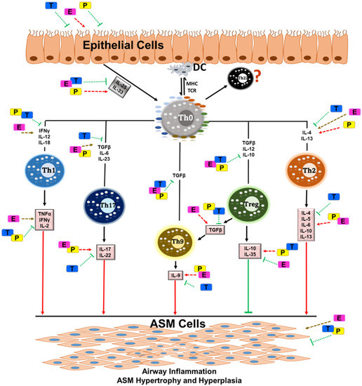 Cells Free Full Text Sex Steroids Effects On Asthma A Network