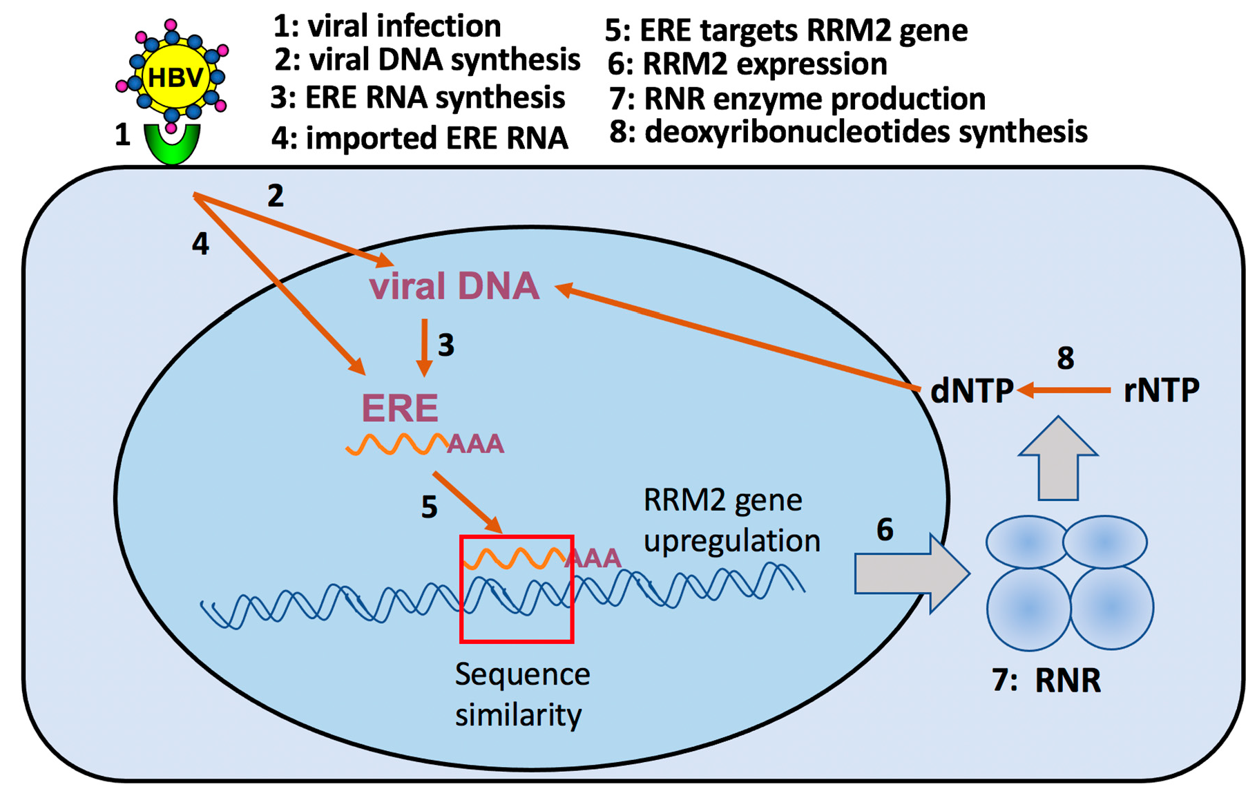 Cells | Free Full-Text | Evidence for a Hepatitis B Virus Short RNA ...