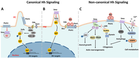Hedgehog Signaling in CNS Remyelination