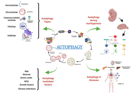 Cells | Free Full-Text | Autophagy: A Key Regulator of Homeostasis and ...