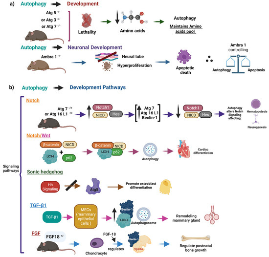 Autophagy: A Key Regulator of Homeostasis and Disease: An Overview of ...