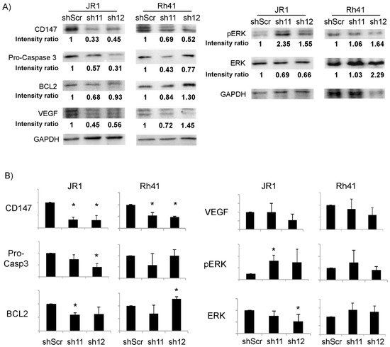 Cells | An Open Access Journal from MDPI