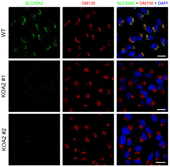 Cells | An Open Access Journal from MDPI