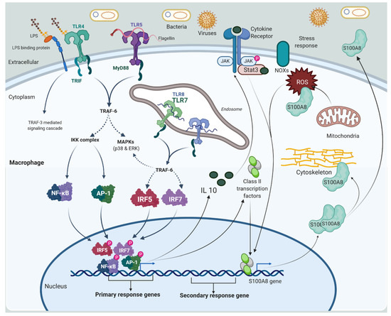 Multifunctional Role of S100 Protein Family in the Immune System: An Update