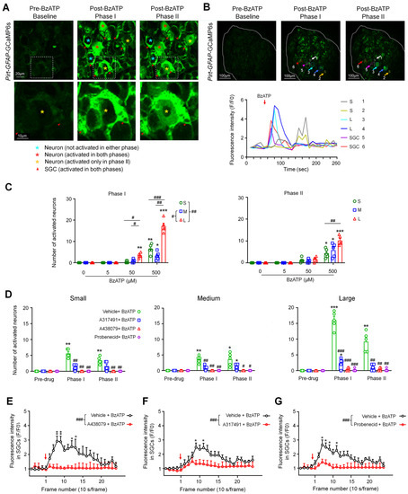 Cells | An Open Access Journal from MDPI