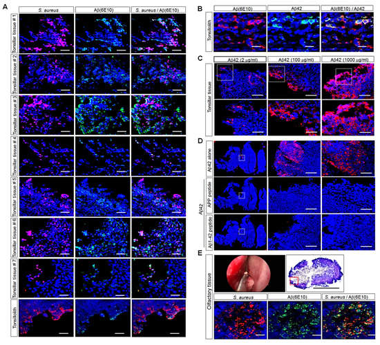 Cells | An Open Access Journal from MDPI