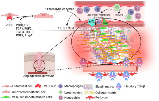 Stem Cells and Angiogenesis: Implications and Limitations in Enhancing ...