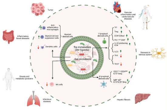 Gut Microbiota-Derived Tryptophan Metabolites Maintain Gut and Systemic ...