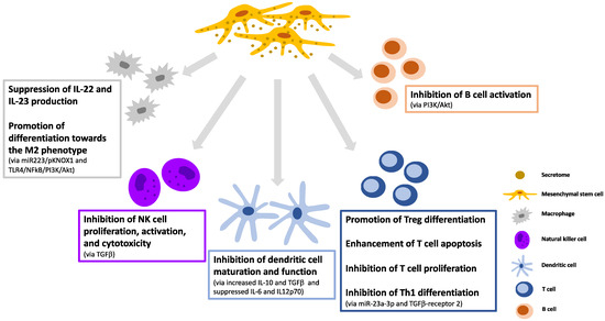 Cells | Free Full-Text | Mesenchymal Stem Cell-Derived Secretome: A Potential Therapeutic Option ...