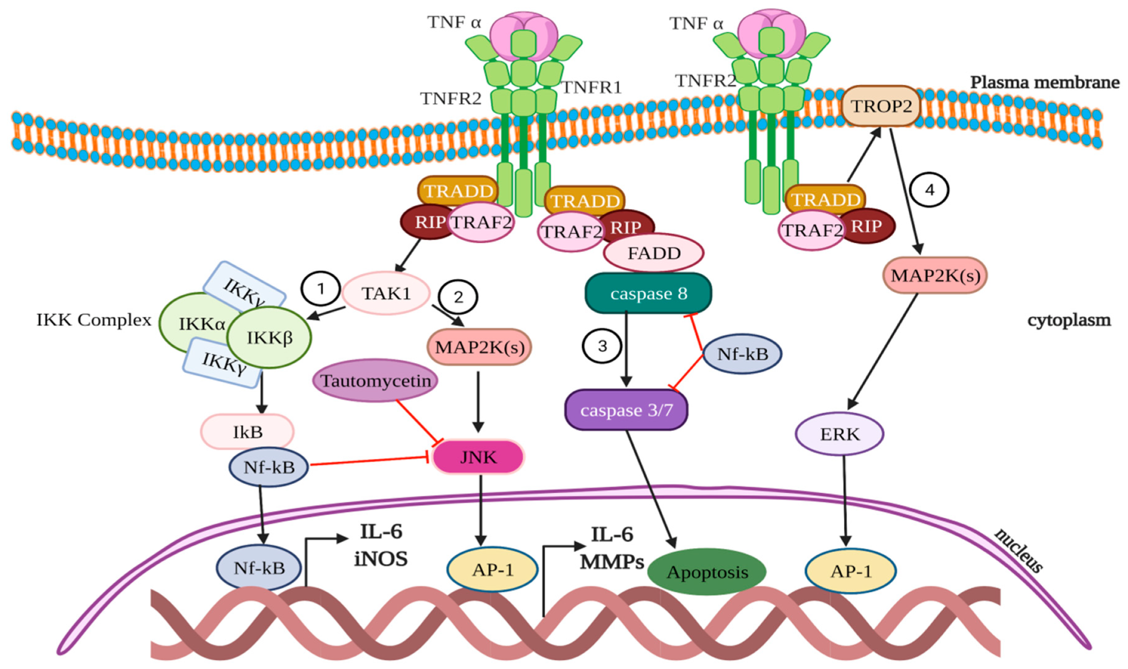 Cells Free Full Text The Role Of Inflammatory Mediators In
