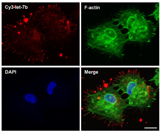 Cells | An Open Access Journal from MDPI