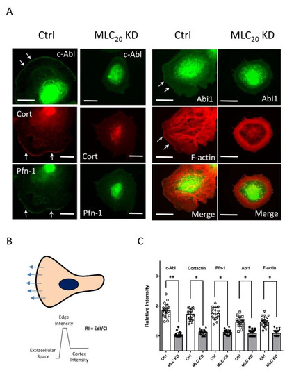 Cells | An Open Access Journal from MDPI
