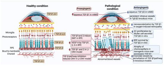 TGF-β Superfamily Signaling in the Eye: Implications for Ocular Pathologies