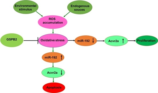 Cells | Free Full-Text | Downregulation of miR-192 Alleviates Oxidative ...