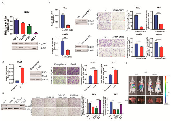 ENO2 Promotes Colorectal Cancer Metastasis by Interacting with the ...