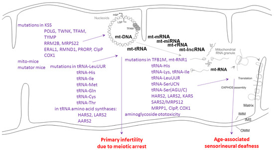 The Bacterial ClpXP-ClpB Family Is Enriched with RNA-Binding Protein ...