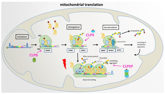 The Bacterial ClpXP-ClpB Family Is Enriched with RNA-Binding Protein ...