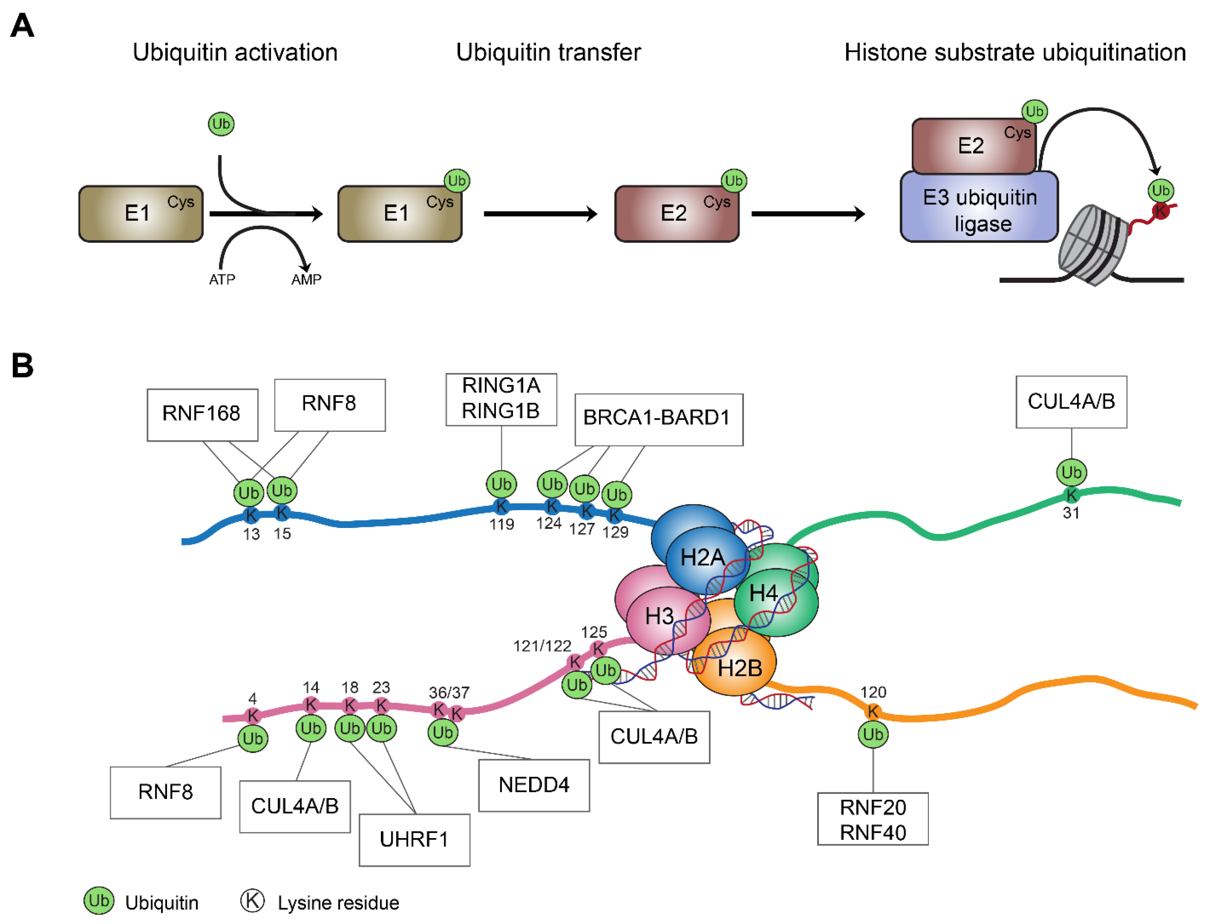 Histone Mono-Ubiquitination in Transcriptional Regulation and Its Mark ...