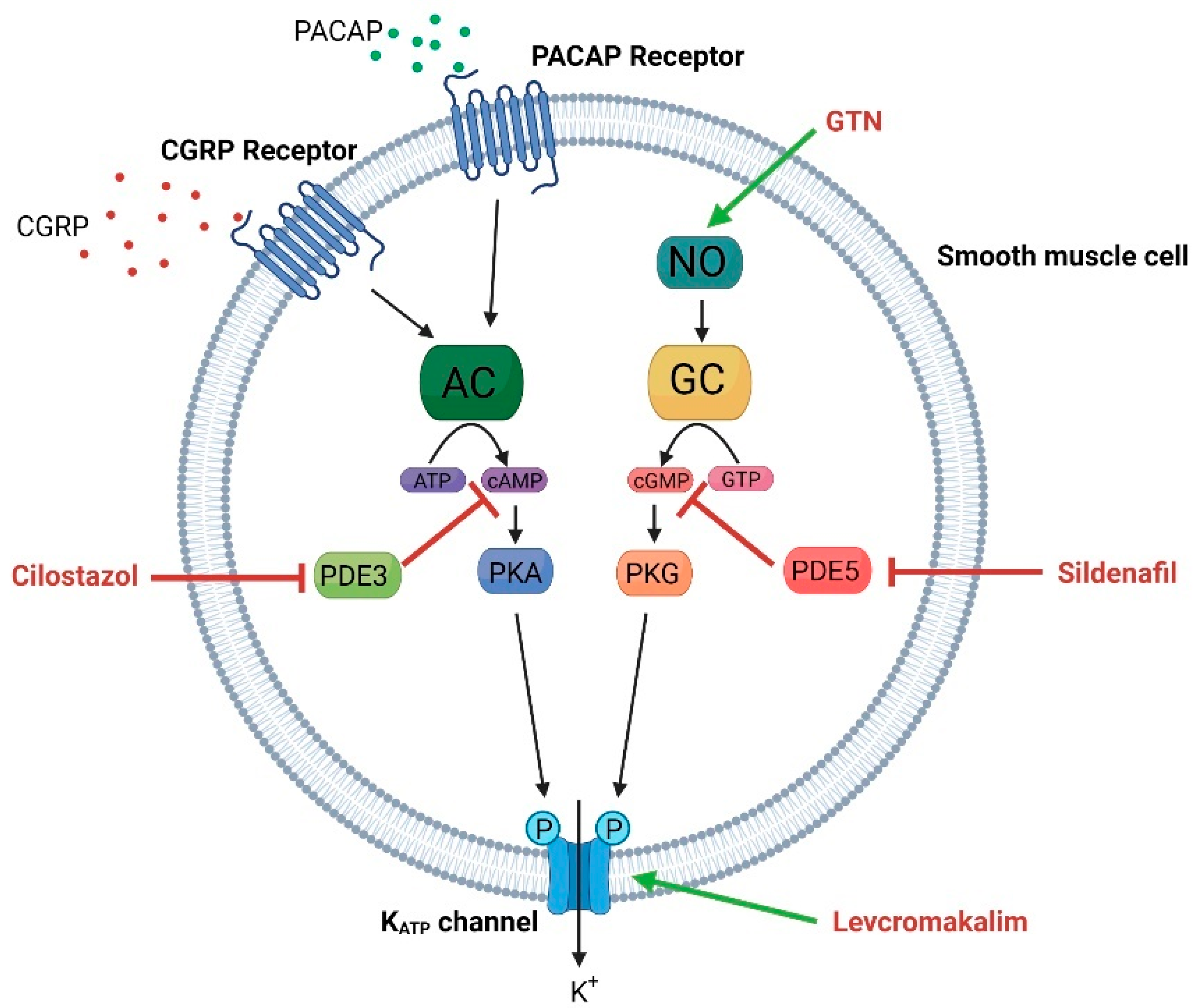Cells | Free Full-Text | ATP-Sensitive Potassium Channels in Migraine ... Cells | Free Full-Text | ATP-Sensitive Potassium Channels in Migraine ...