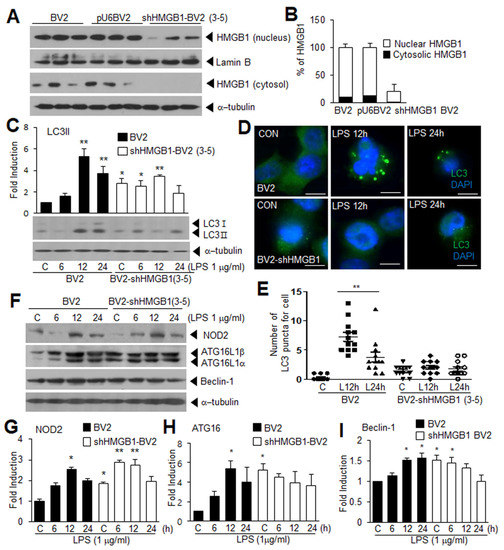 Cytosolic HMGB1 Mediates LPS-Induced Autophagy in Microglia by ...