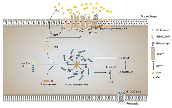 HHcy Induces Pyroptosis and Atherosclerosis via the Lipid Raft-Mediated ...