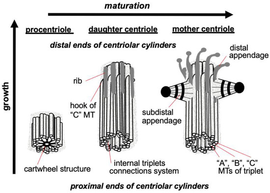 Definition Of Centrioles