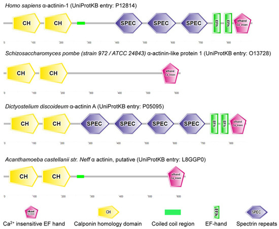 Role of Spectrin in Endocytosis