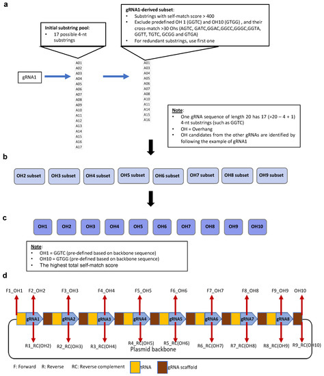 PARA: A New Platform for the Rapid Assembly of gRNA Arrays for Multiplexed CRISPR Technologies