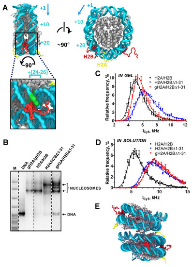 N-Terminal Tails of Histones H2A and H2B Differentially Affect ...