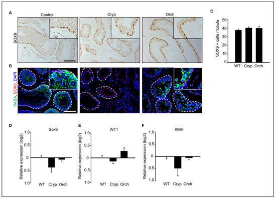 Is Cryptorchidism Genetic In Dogs