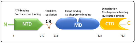 Hsp90: From Cellular to Organismal Proteostasis