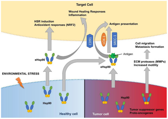 Hsp90: From Cellular to Organismal Proteostasis