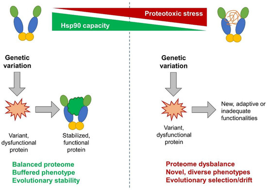 Hsp90: From Cellular to Organismal Proteostasis