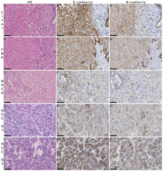 Cells | An Open Access Journal from MDPI