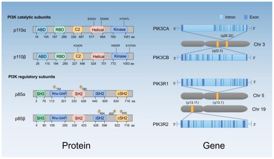 Cells | An Open Access Journal from MDPI