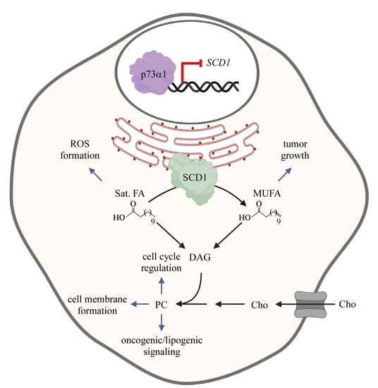 Cells | Free Full-Text | p73α1, an Isoform of the p73 Tumor Suppressor ...