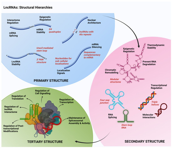 Cells | Free Full-Text | Signaling by LncRNAs: Structure, Cellular ...